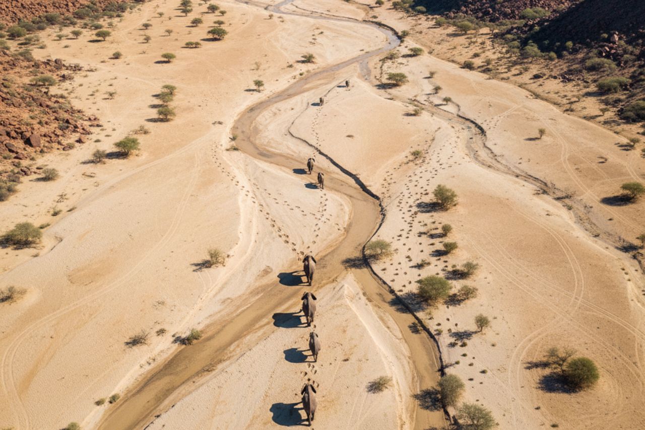 Tracking Desert Elephants in Namibia - Travelanders